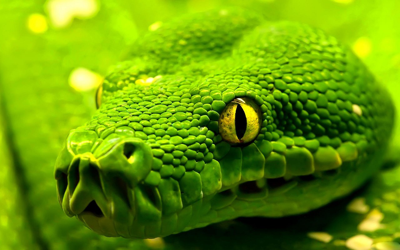 Il Serpente Prudente - “Le olimpiadi del privilegio” - Pastorale Digitale